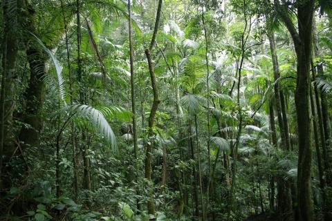 FSC Public Certificate Search | FSC Connect